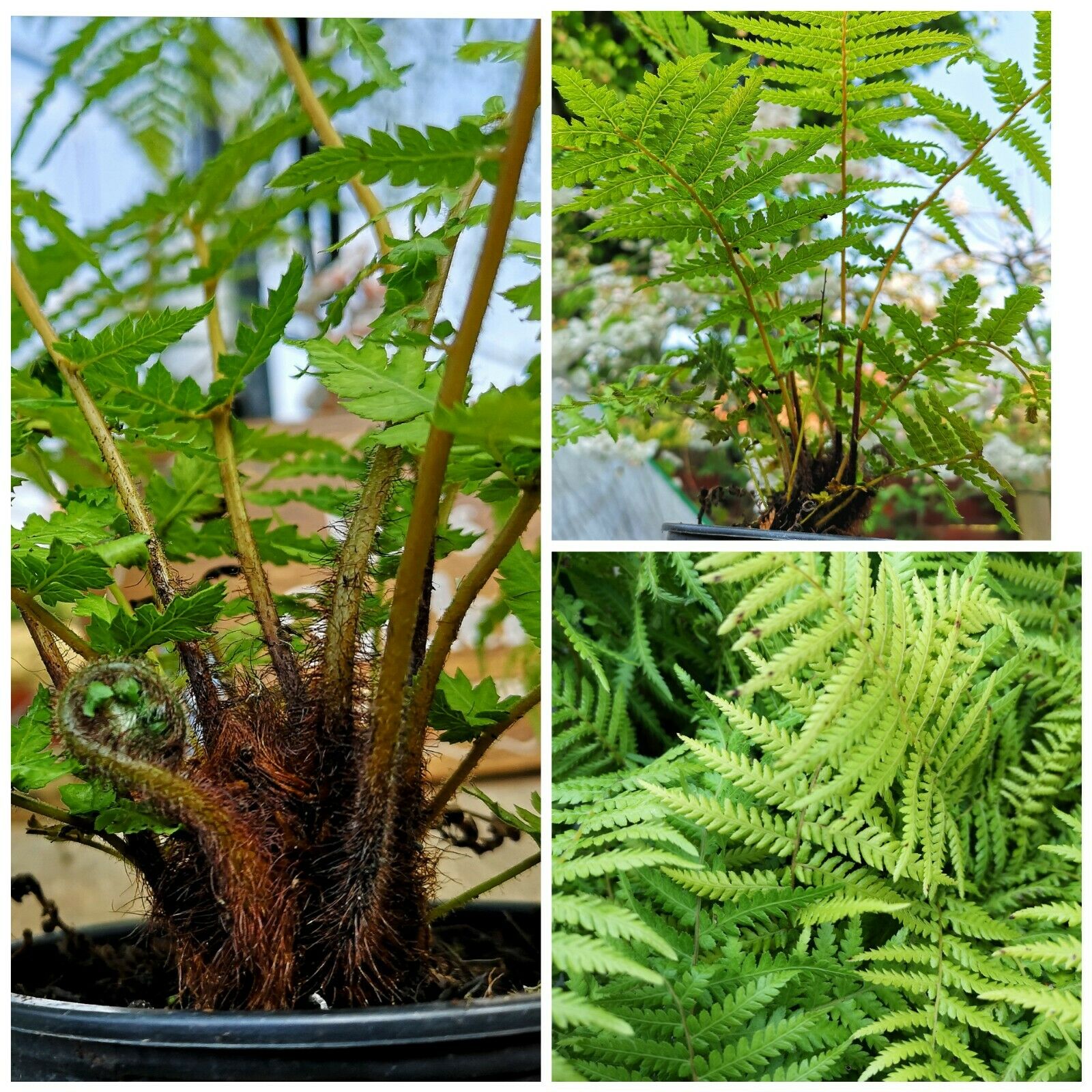Dicksonia Antartica! Very hardy tree Fern! Easy to grow! Growing well ...