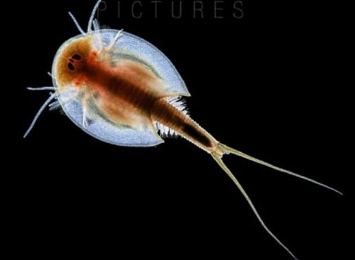 triops uk