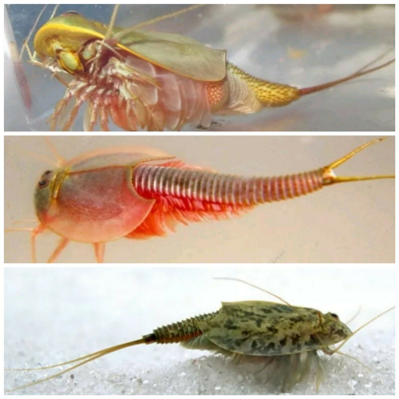 Triops ultimate kit! 3 packets of eggs, 3 different species ...