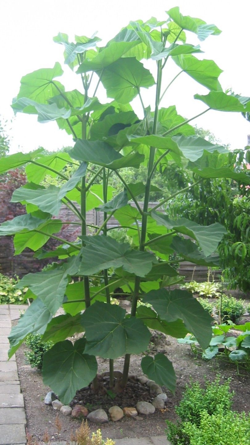 Kiri Princess Empress Foxglove tree Fresh seeds FAST growing!Giant ...