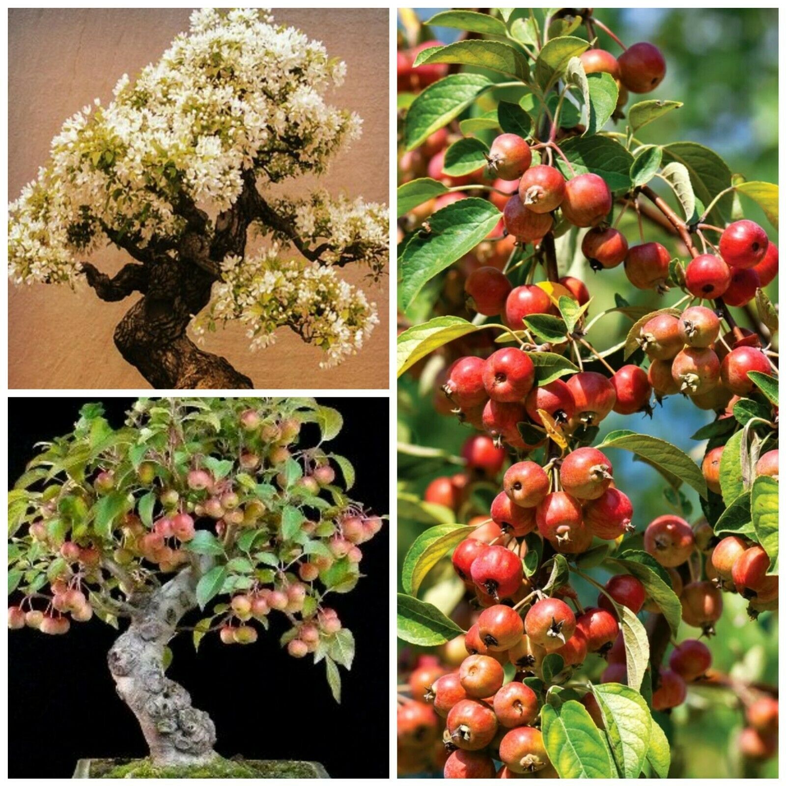 Mini Apple tree seeds, produces lots of flowers and mini fruits!bonsai ...
