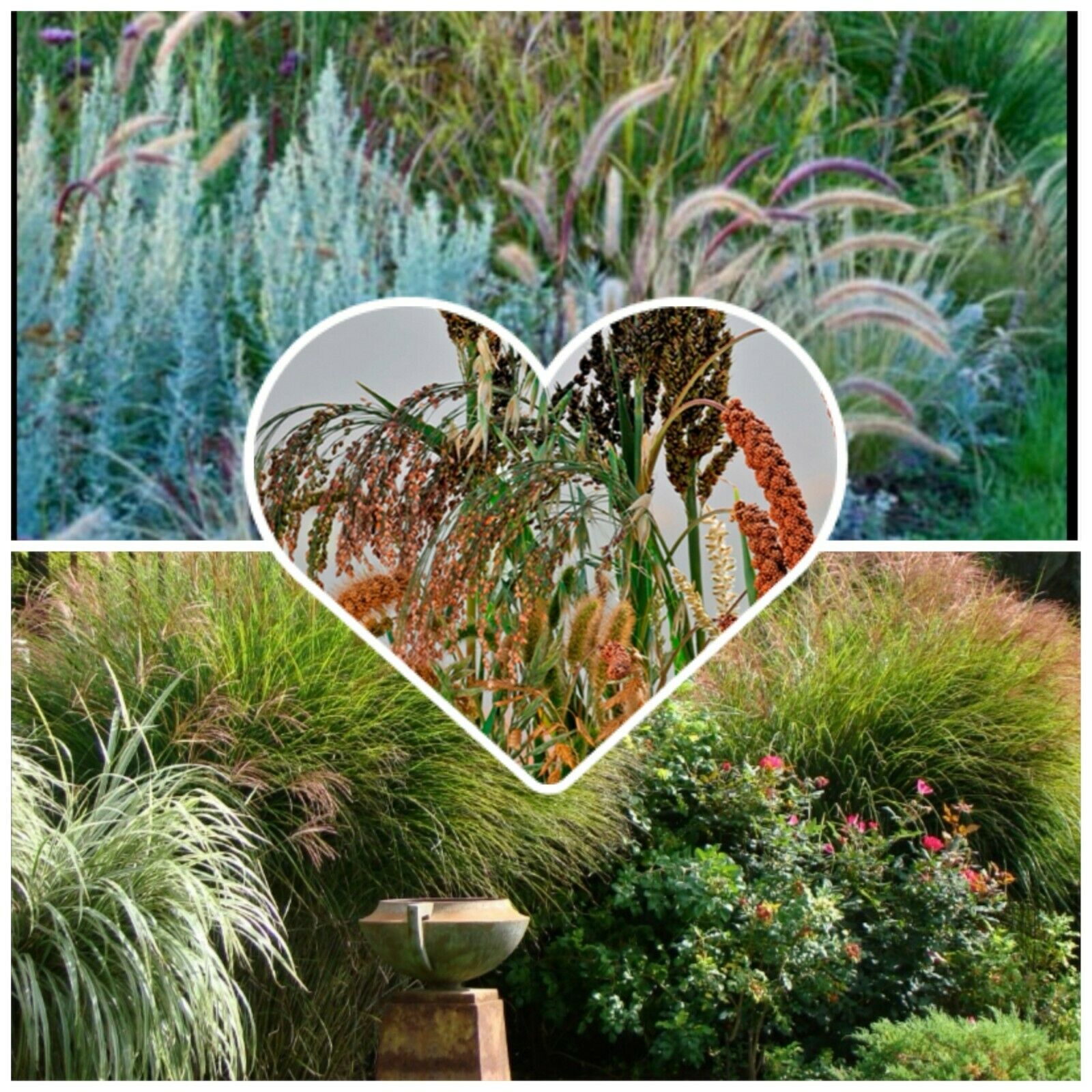 Ornamental Grass Seed Collection! Hardy! EASY TO GROW! Large selection ...