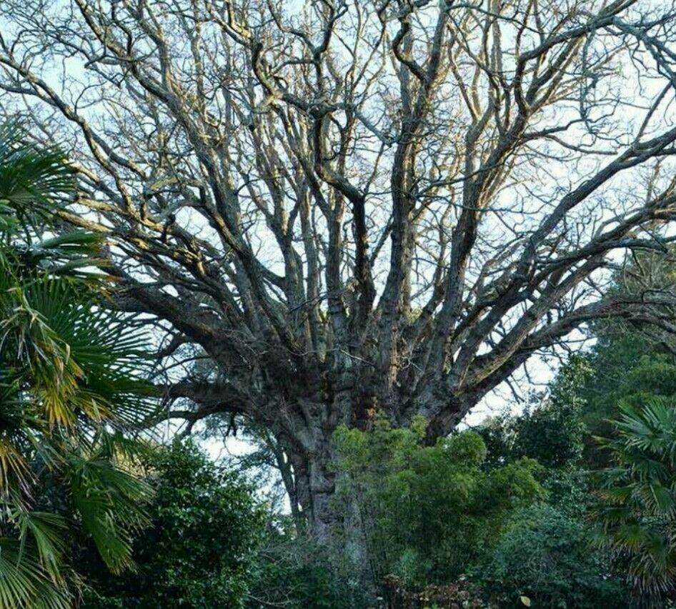 Wingnut tree! Giant majestic tree! Very RARE! Fast growing! Fully hardy ...