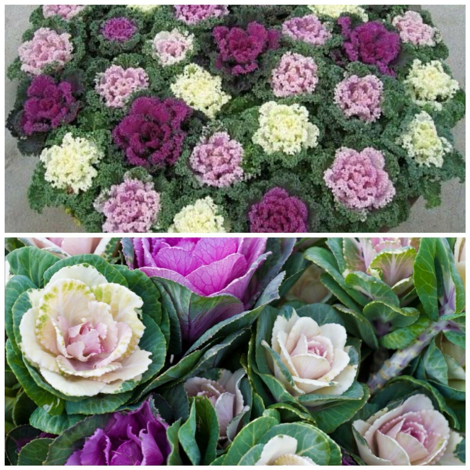 A large mixture of Ornamental cabbages!! Viable seeds. Fantastic colour ...