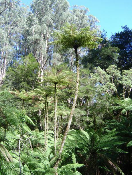 Cyathea Cunninghamii Very rare! indoor/patio tree fern! Giant upto 20m ...